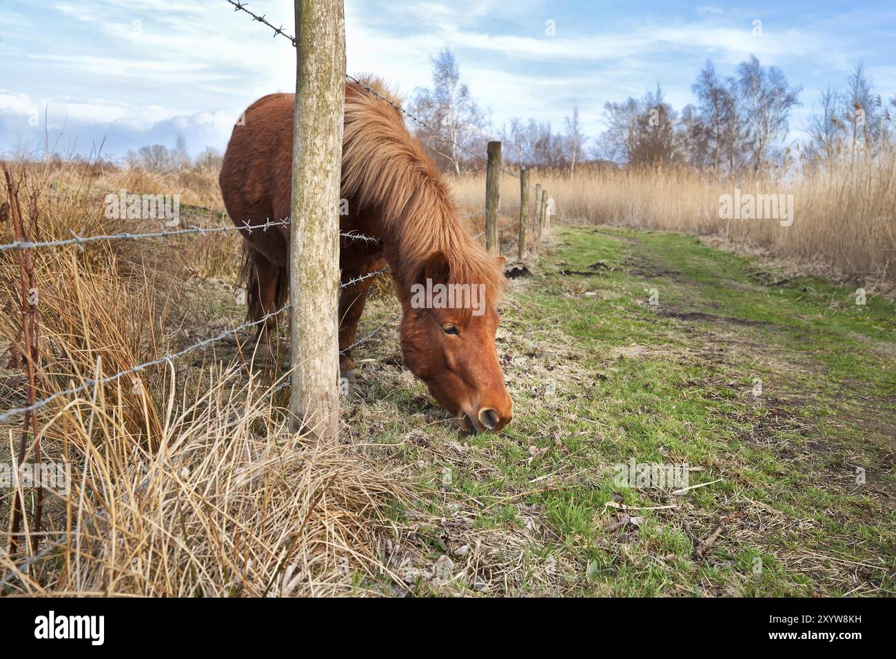 Pony on farm eating grass hi-res stock photography and images - Alamy