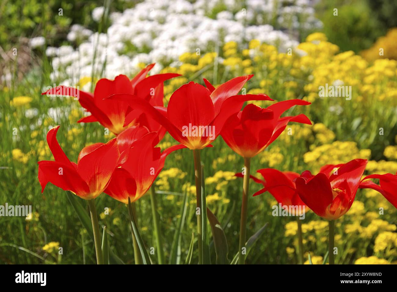 Tulip red, tulips in red colours in spring Stock Photo - Alamy