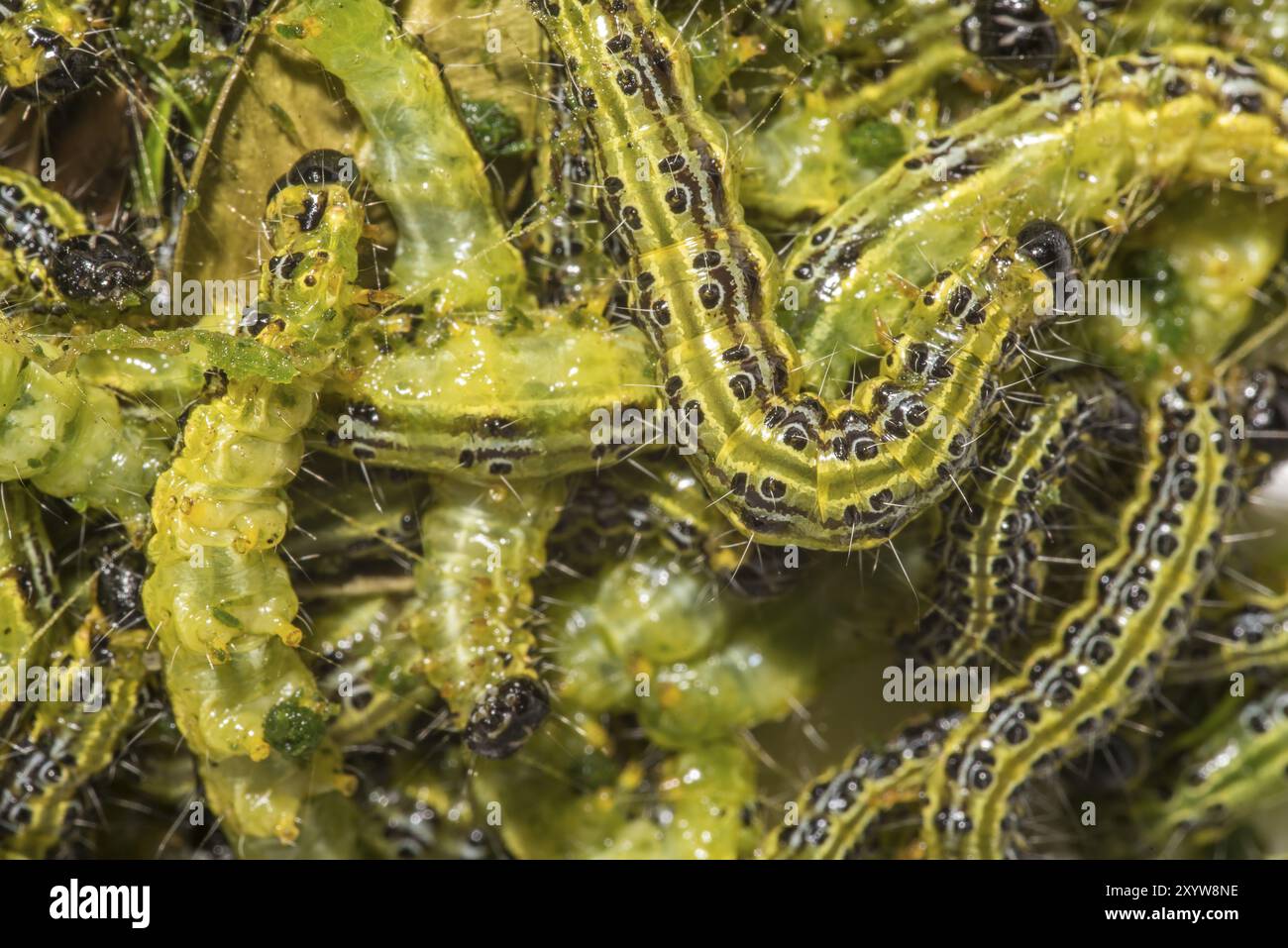 Box tree moth Stock Photo - Alamy