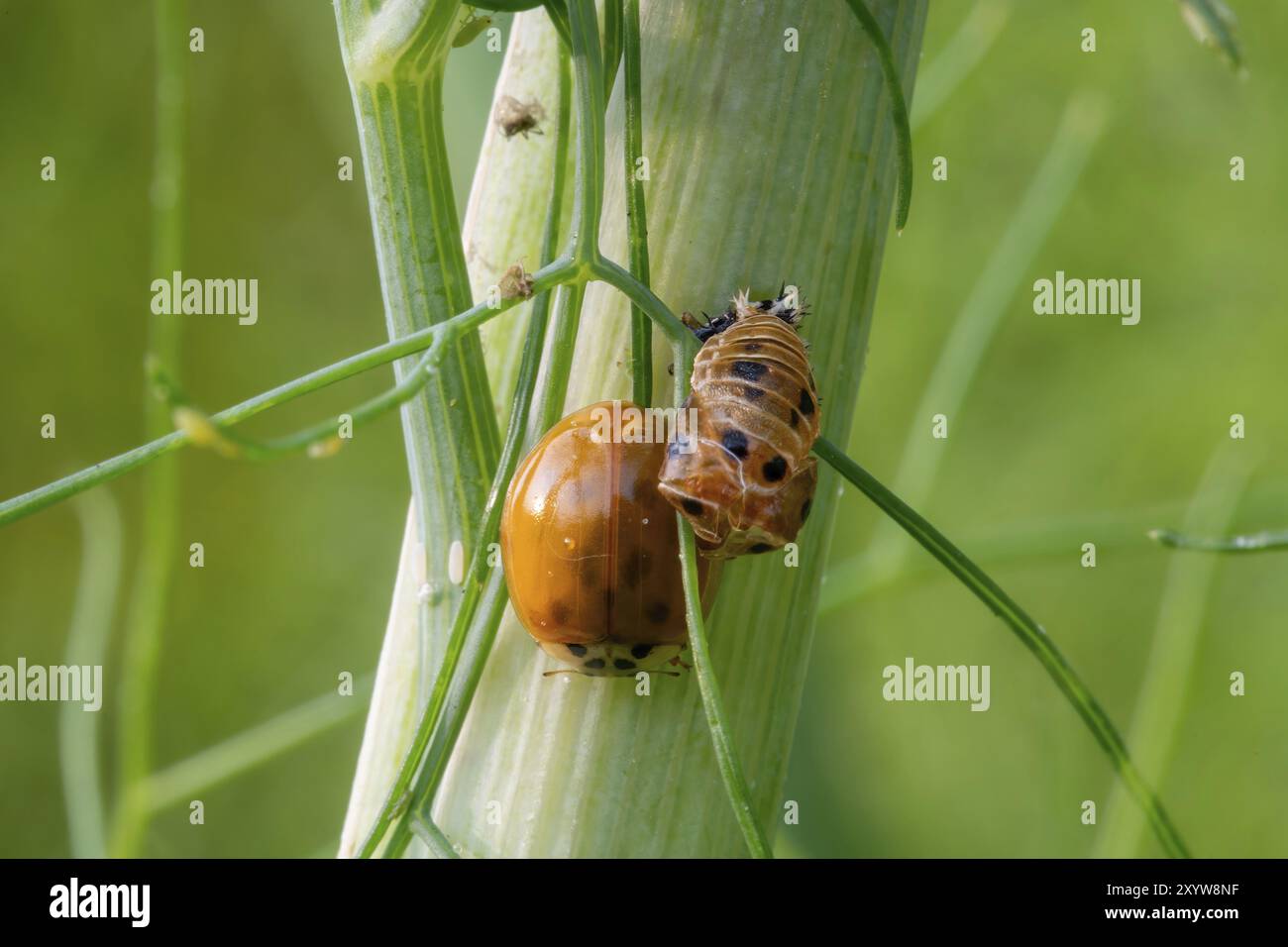 Newly hatched ladybird with the empty larval shell on a fennel stalk ...