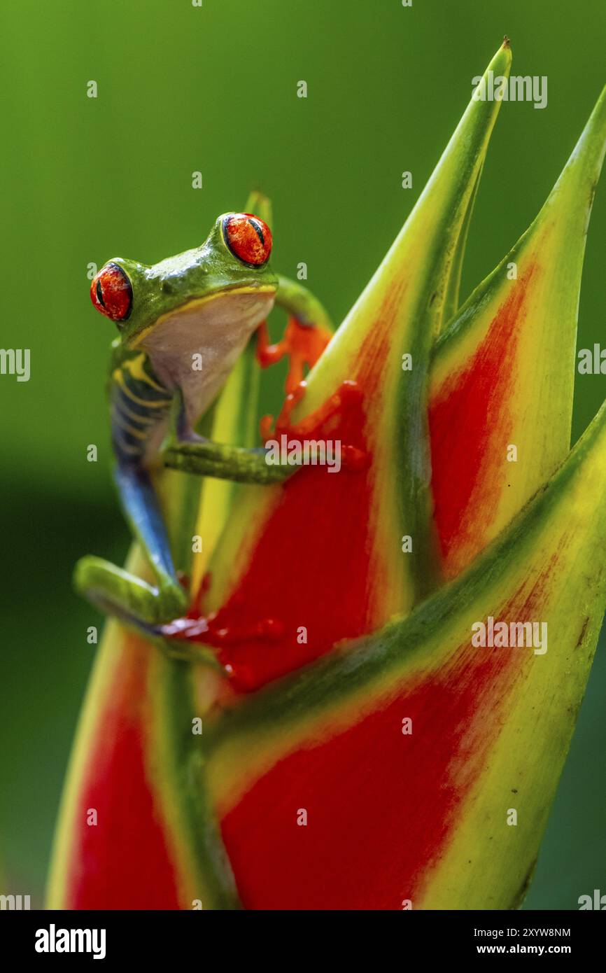 Red eyed tree frog on plantain flower hi-res stock photography and ...