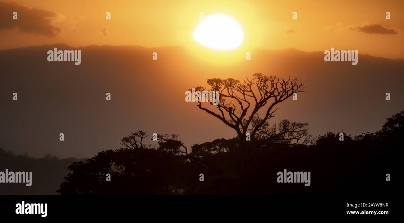 Treetops at sunset, silhouettes against the light, cloud forest, Monte ...