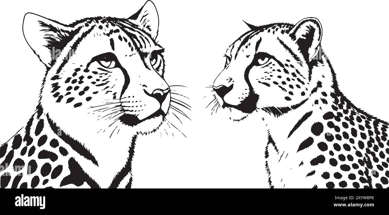 Cheetah big spotted cat Stock Vector Images - Alamy