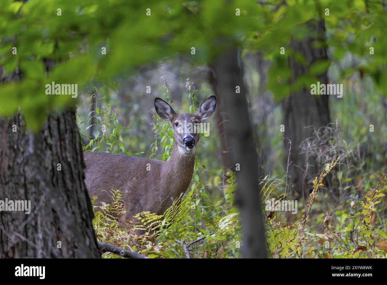 Whitetail deer fall colors hi-res stock photography and images - Alamy