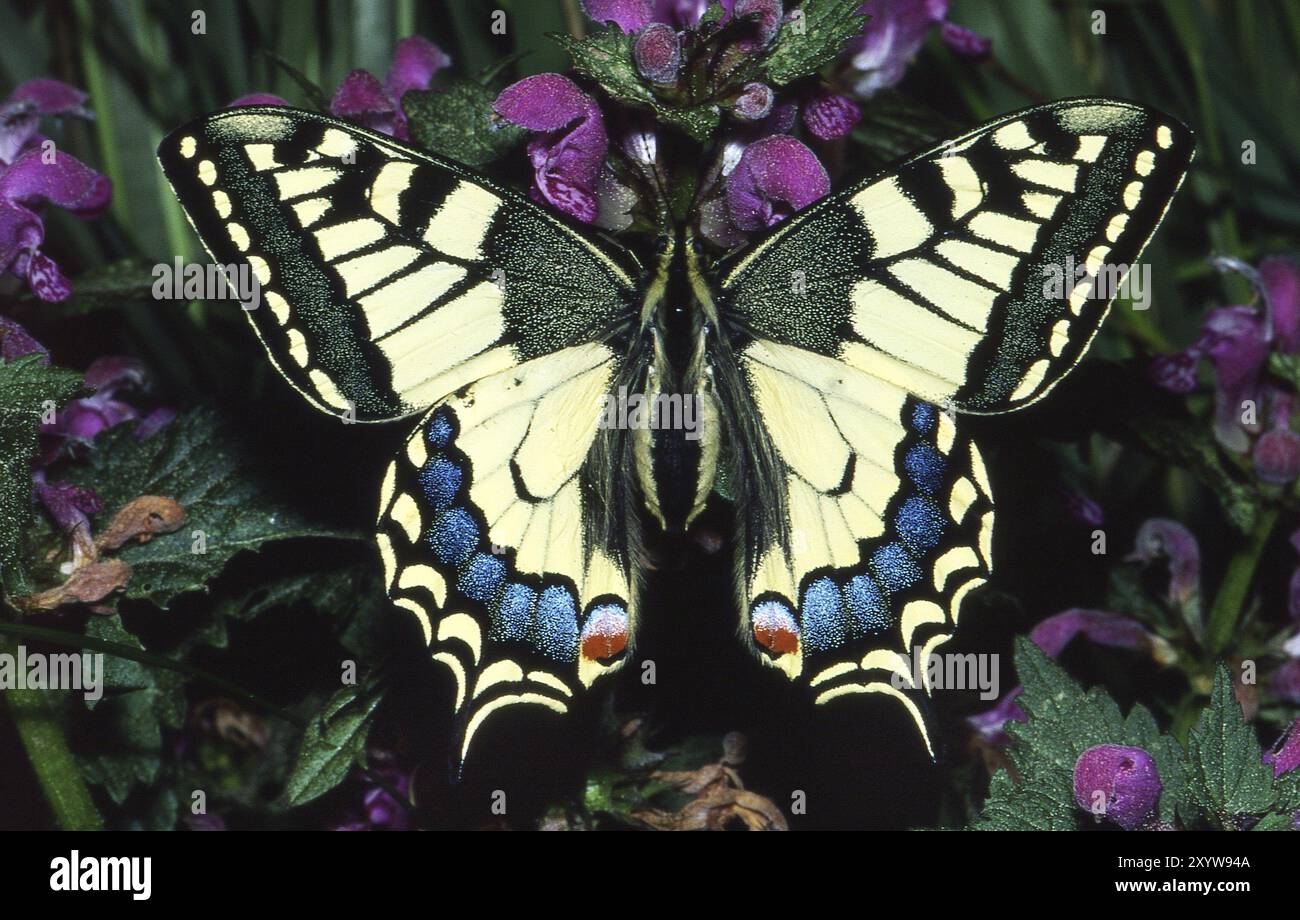 Swallowtail, Papilio machaon, Common Yellow Swallowtail Stock Photo - Alamy
