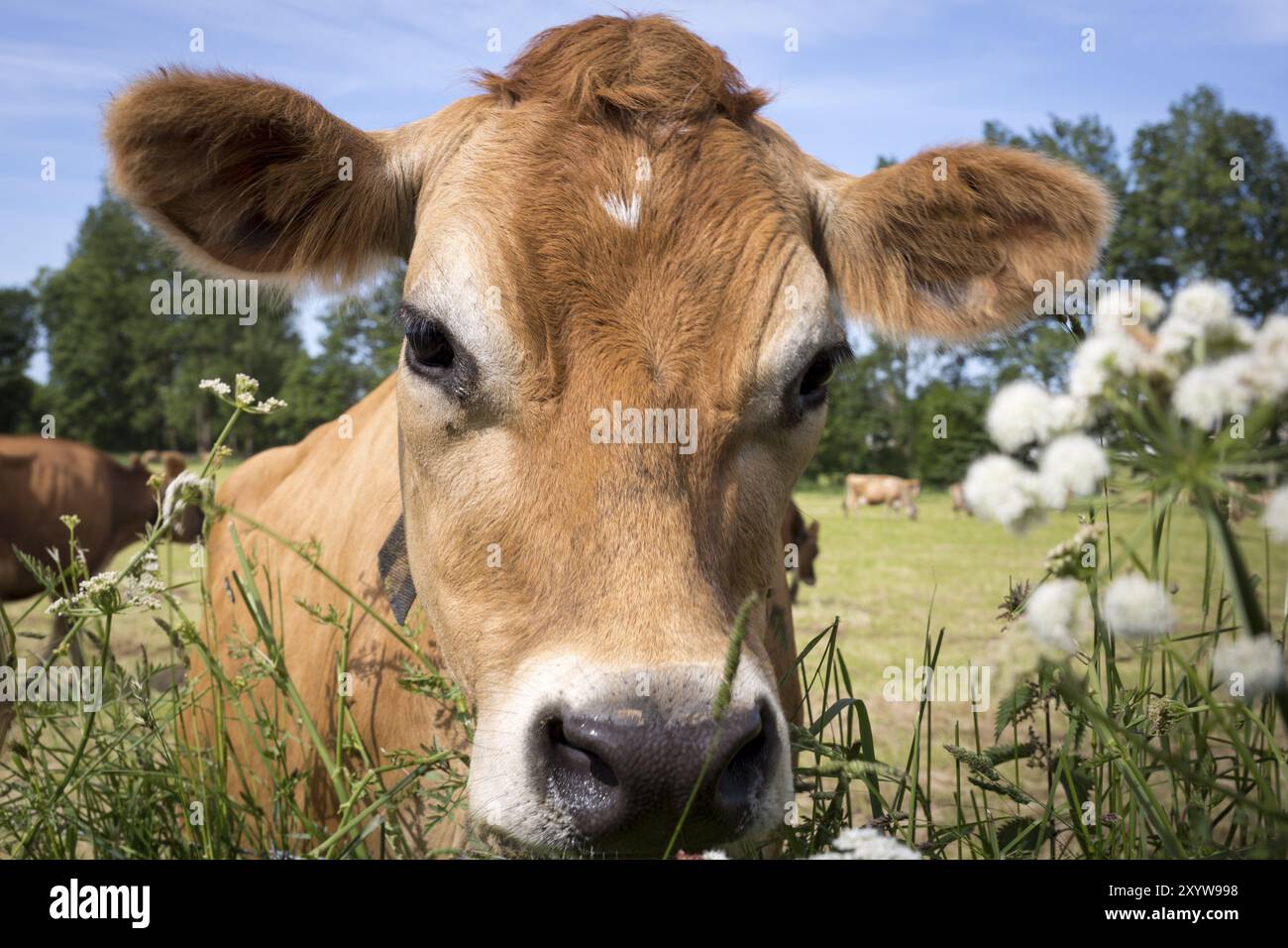 Typical cows on the Channel Island of Jersey, UK Stock Photo - Alamy