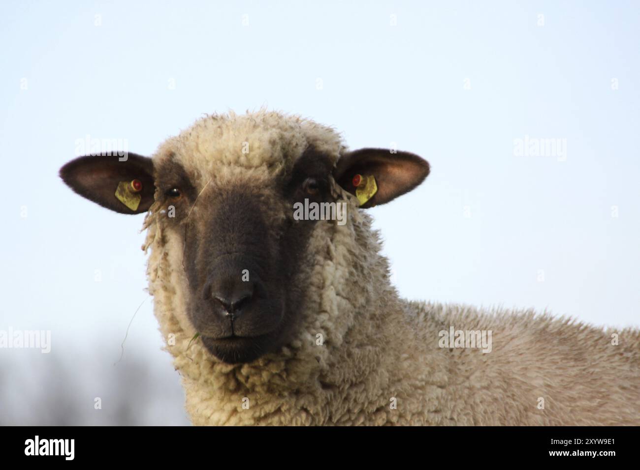 Black headed sheeps hi-res stock photography and images - Alamy