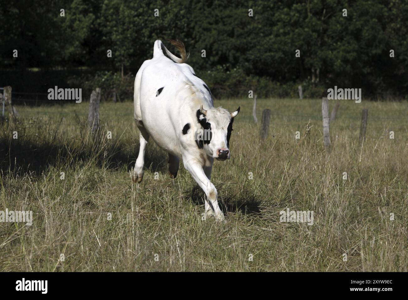 Running cow on a pasture Stock Photo - Alamy