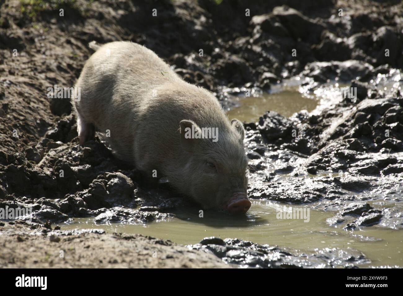 A somewhat misleading name: these pigs can also weigh over 100kg! But ...