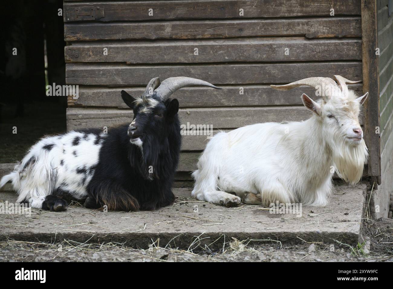 Two billy goats in front of a stable Stock Photo - Alamy
