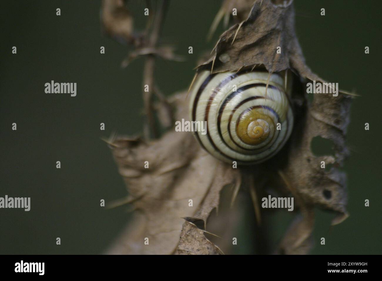 Shell snail in dry plant Stock Photo - Alamy