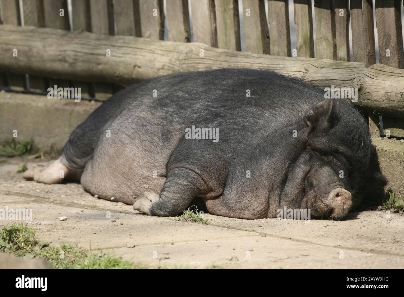These pigs are mainly kept as pets in Vietnam Stock Photo - Alamy