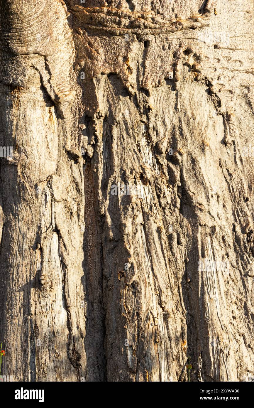 The characteristic smooth grey bark of the Baobab. The structure of the ...