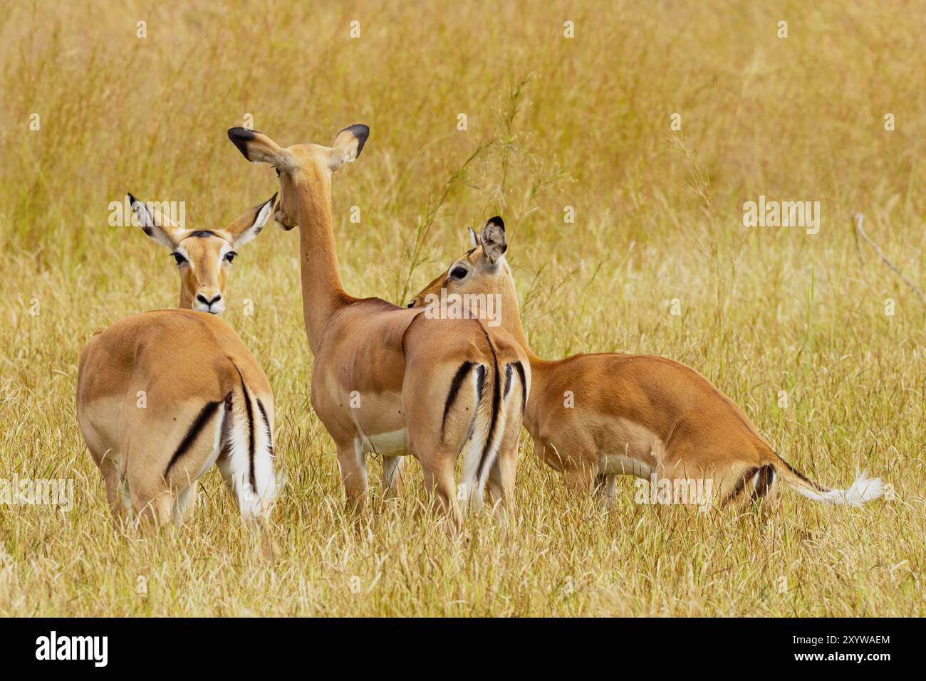 Impala ewes are part of a harem of females and young dominated by an ...