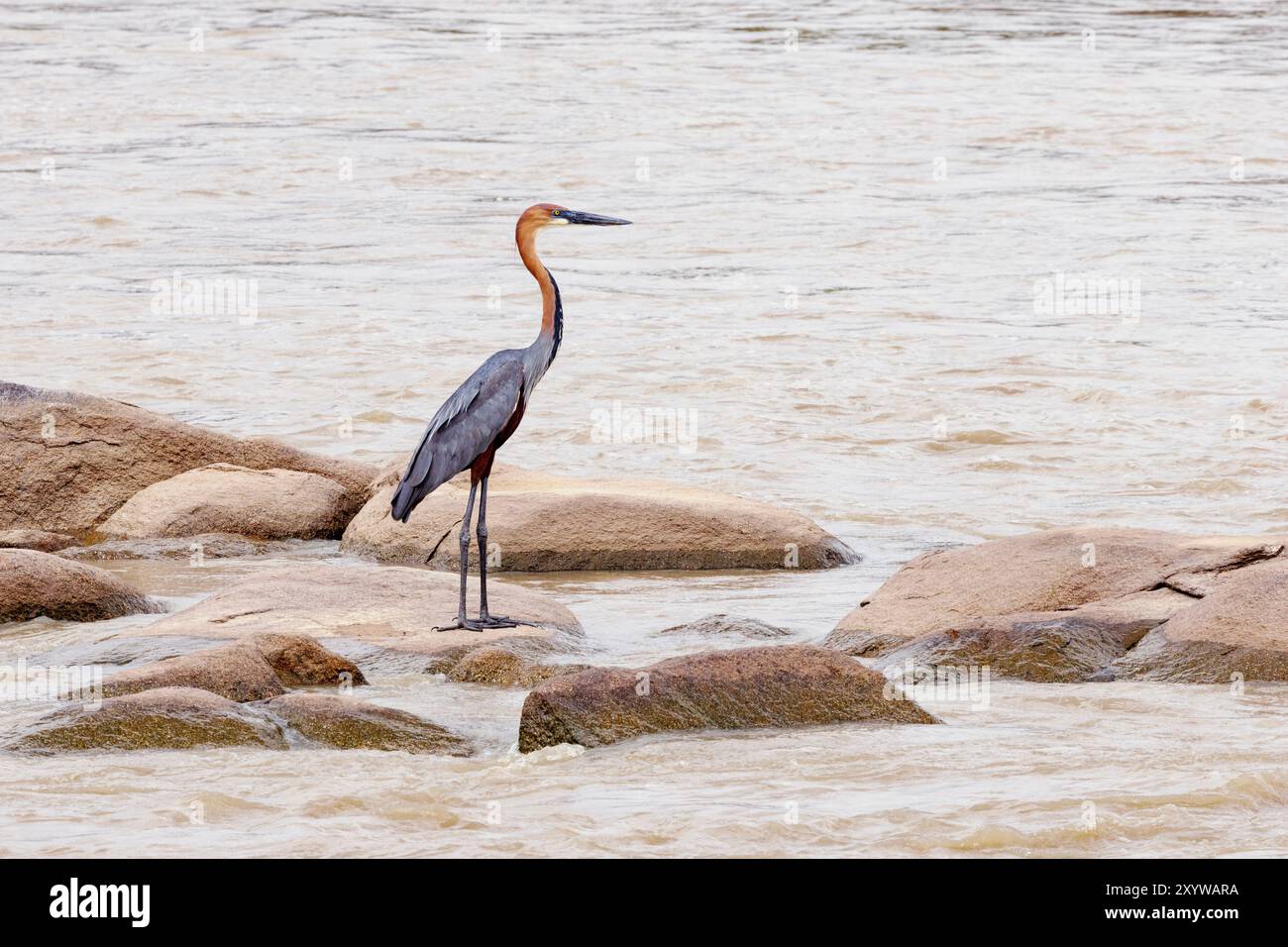 A Goliath Heron, the largest in the family, stands like a statue in the ...