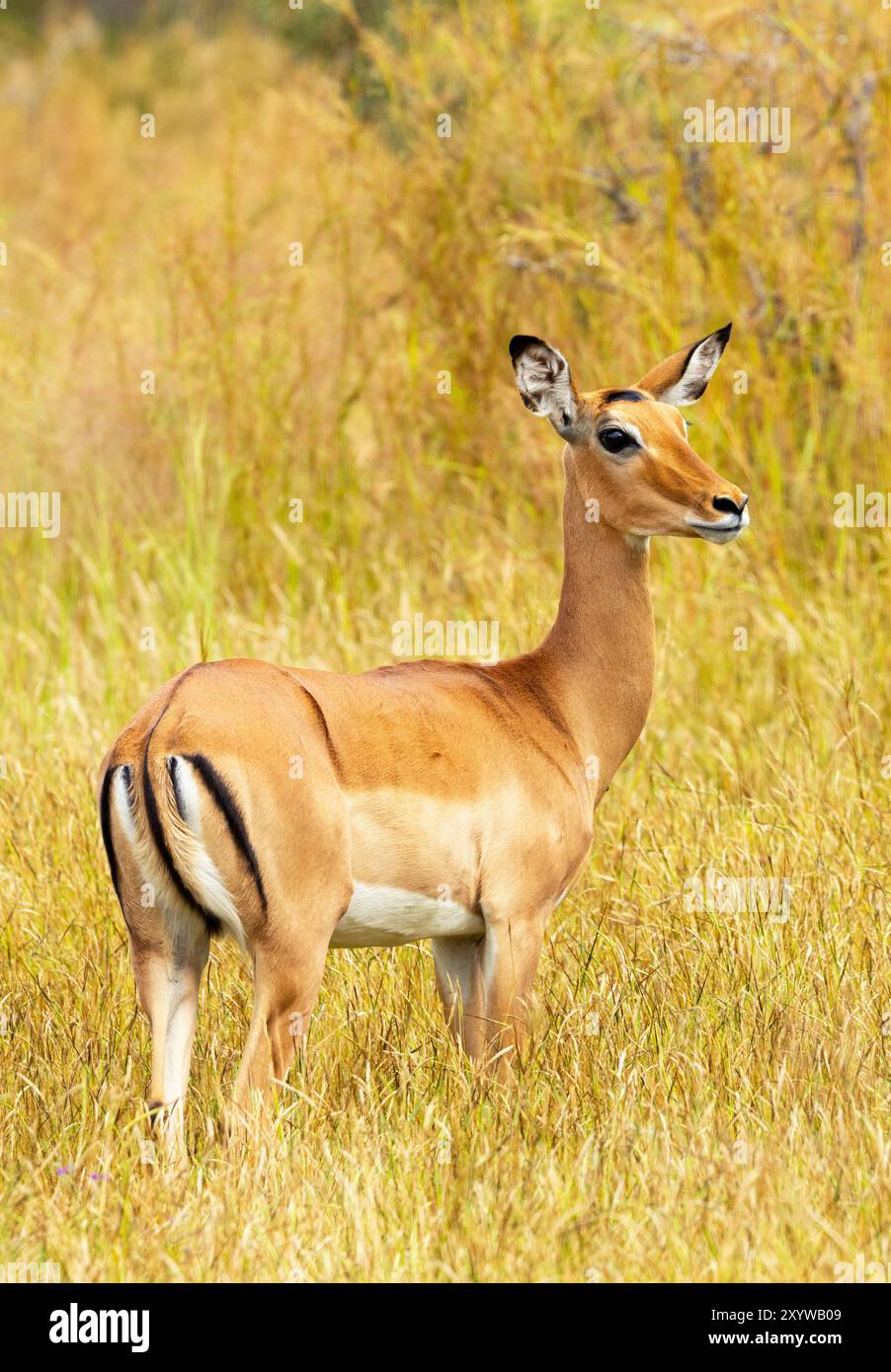 An Impala ewe is part of a harem of females and young dominated by an ...