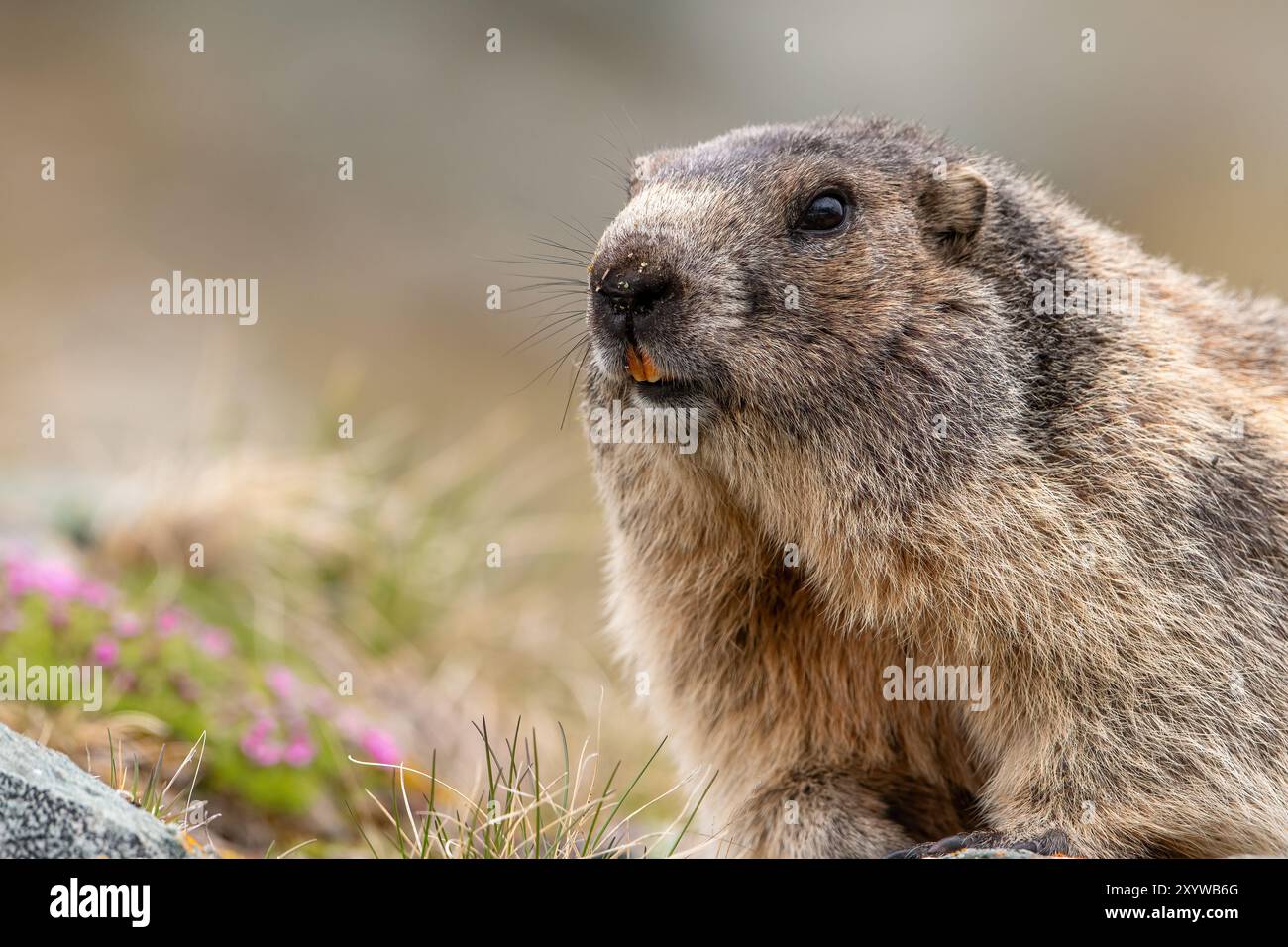 Groundhog head burrow hi-res stock photography and images - Alamy