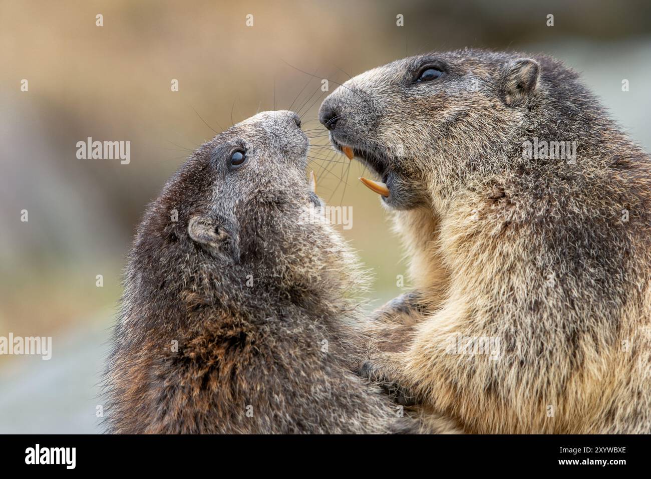 two adorable alpine marmots playing together showing their big teeth ...
