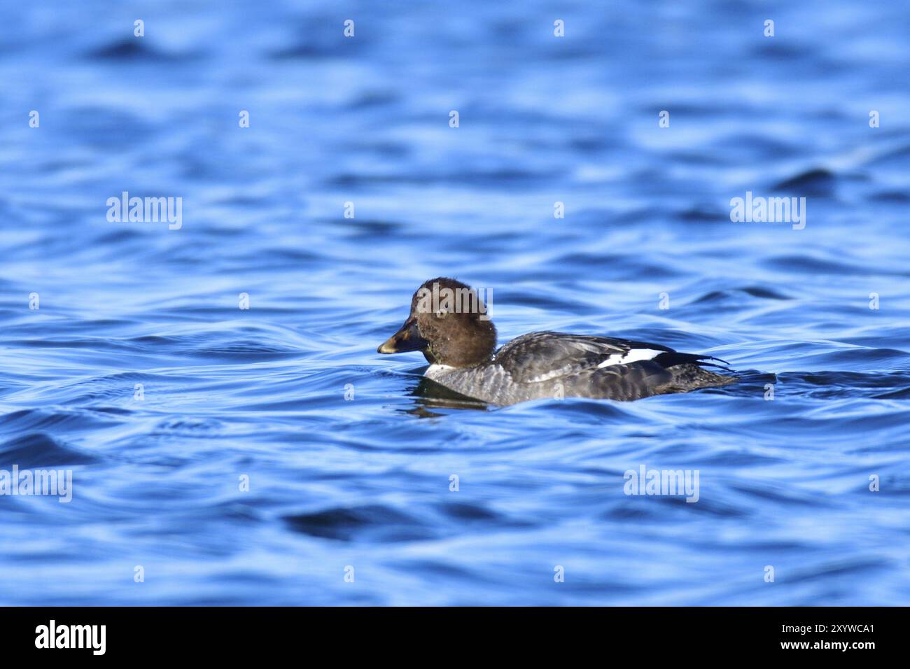 Female Common goldeneye on a lake. Female goldeneye in winter Stock ...