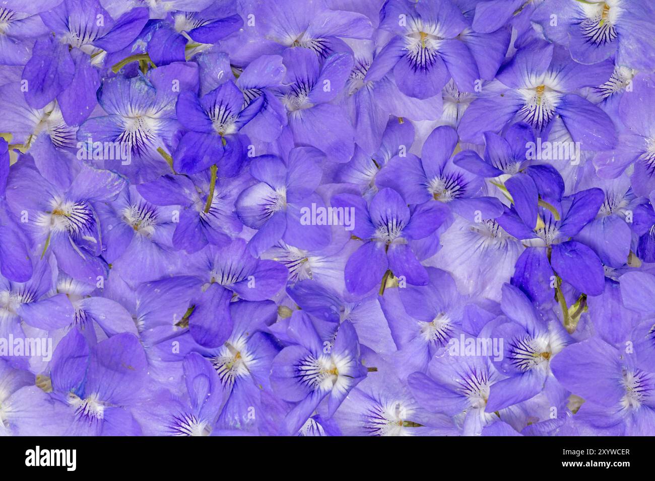 Jumble of flowers hi-res stock photography and images - Alamy