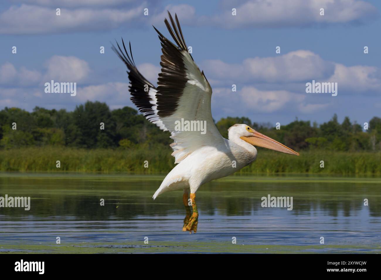 Nature scene from Wisconsin Stock Photo - Alamy