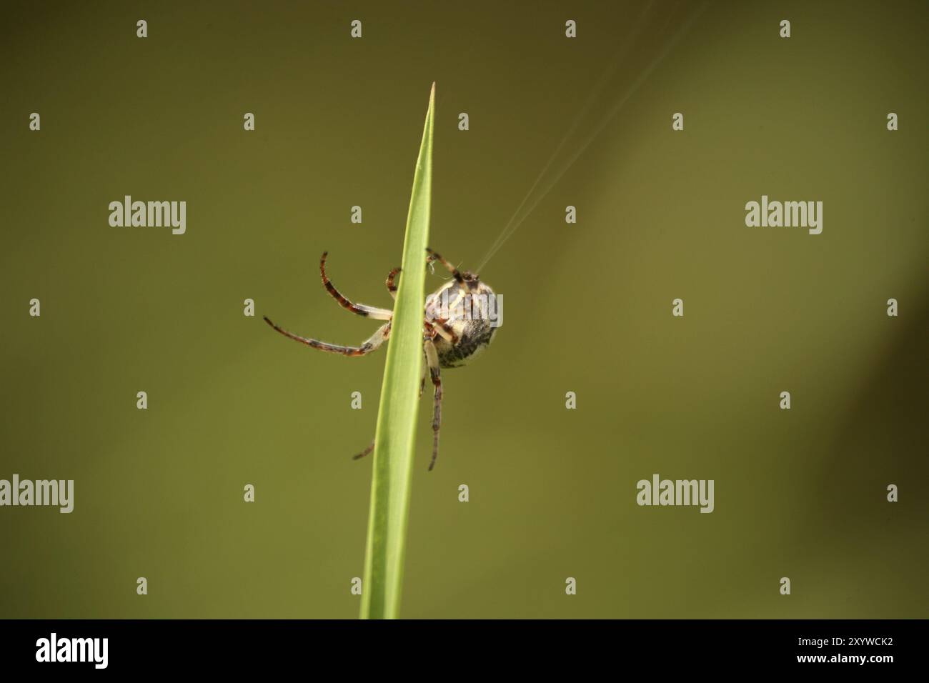 Cross spider on a blade of grass at work (the production of a spinning ...