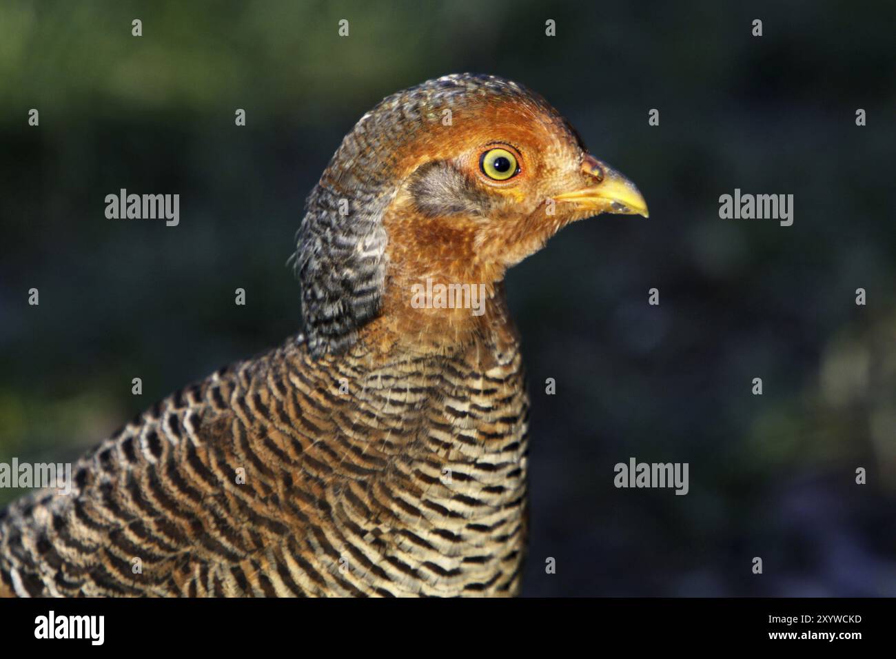 Common golden pheasant hi-res stock photography and images - Alamy