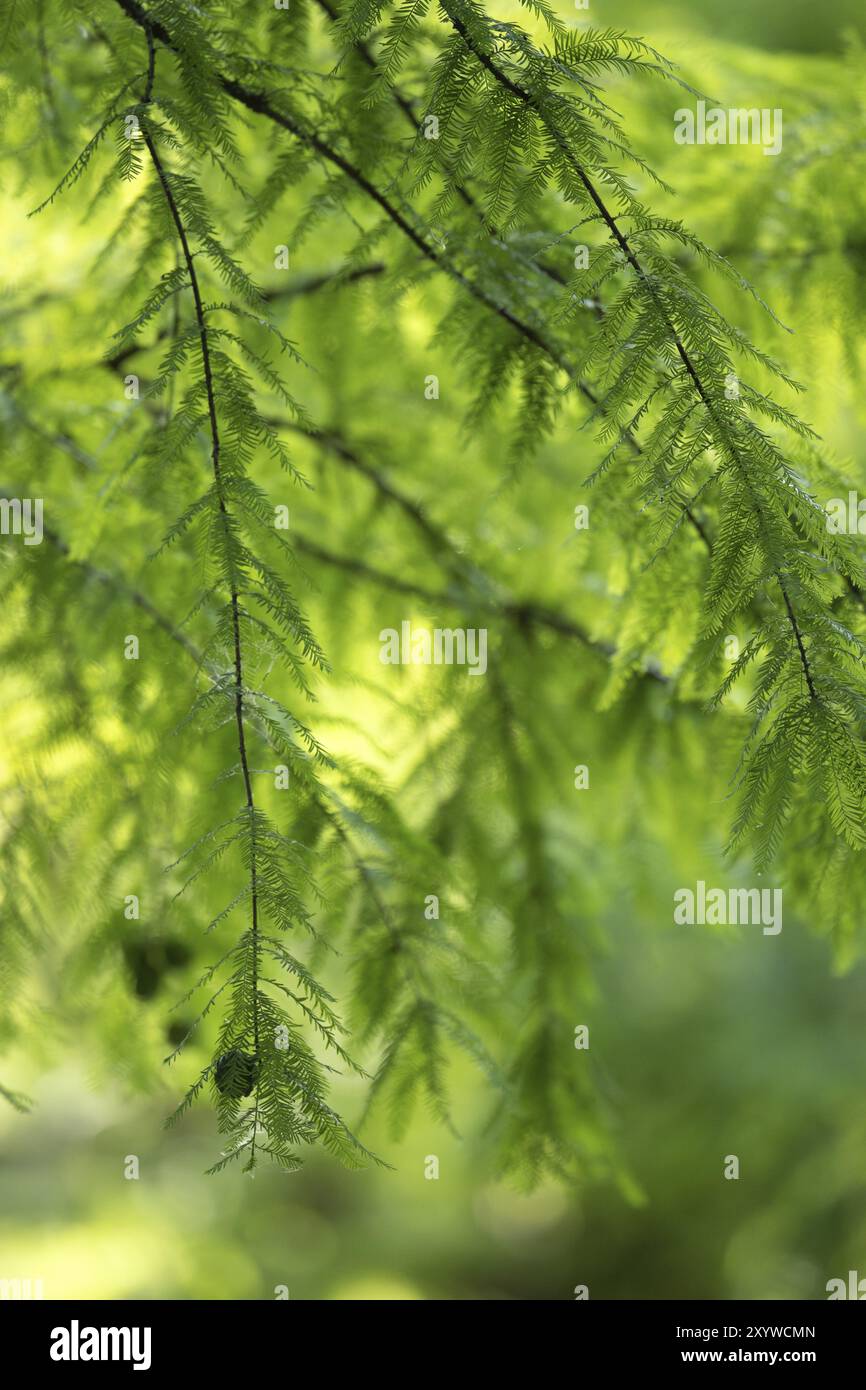 Bald cypress (Taxodium distichum), swamp disc, backlit, hanging ...