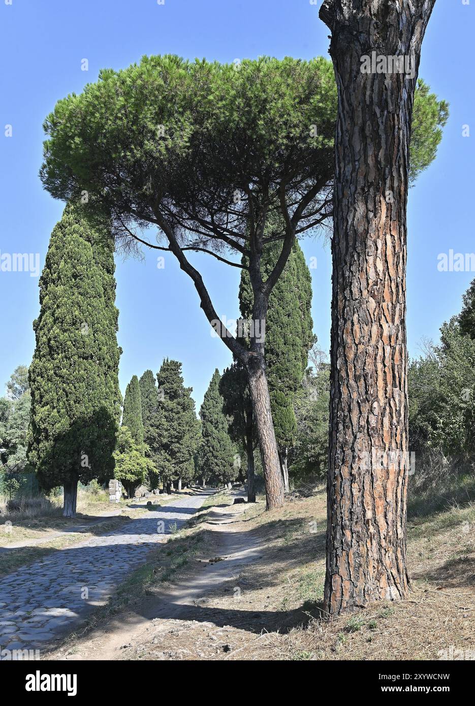 Pines and cypresses line the Via Appia Antica Stock Photo - Alamy