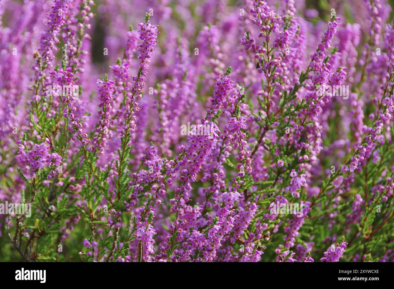Heather beds hi-res stock photography and images - Alamy
