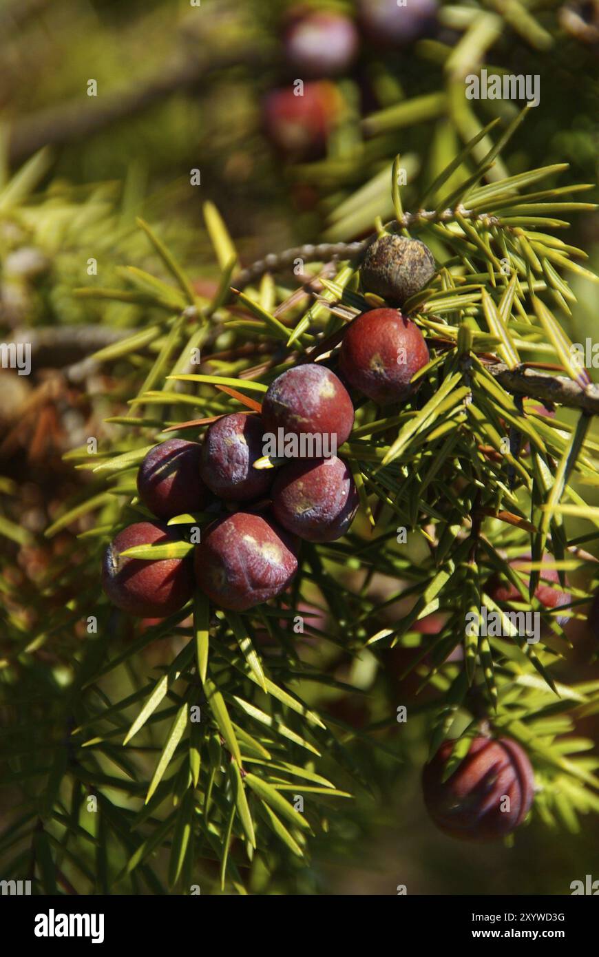 Juniper logs hi-res stock photography and images - Alamy