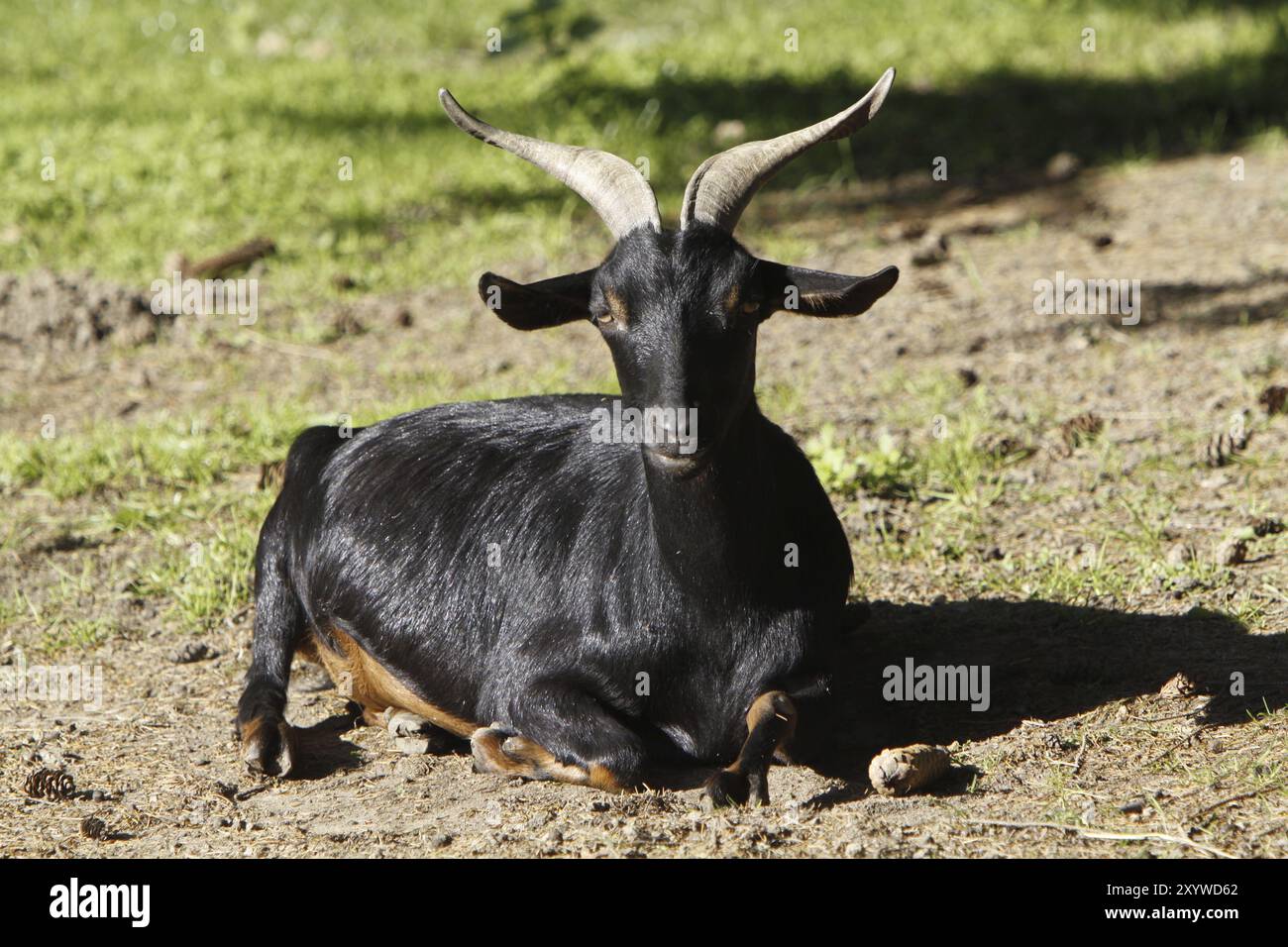 Rove goats hi-res stock photography and images - Alamy