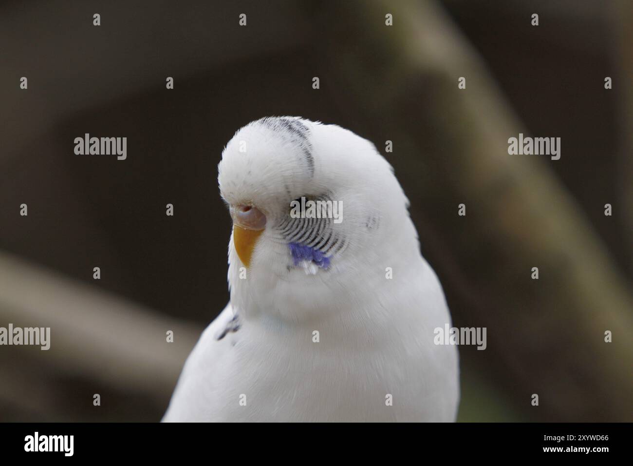 White budgies hi-res stock photography and images - Alamy