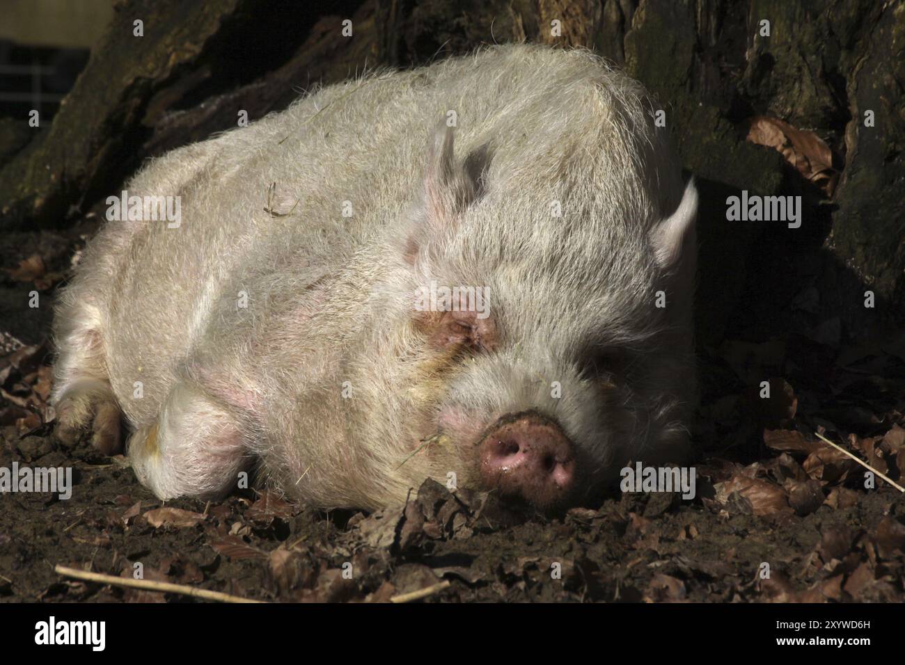 Animal sleeping loose hi-res stock photography and images - Alamy