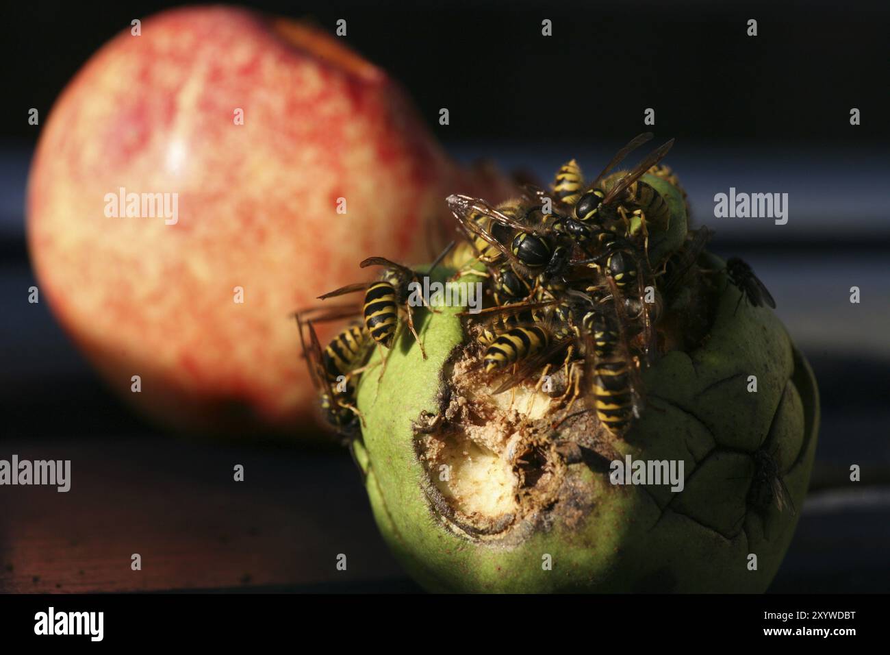 Wasps on (and in) a rotten pear Stock Photo - Alamy