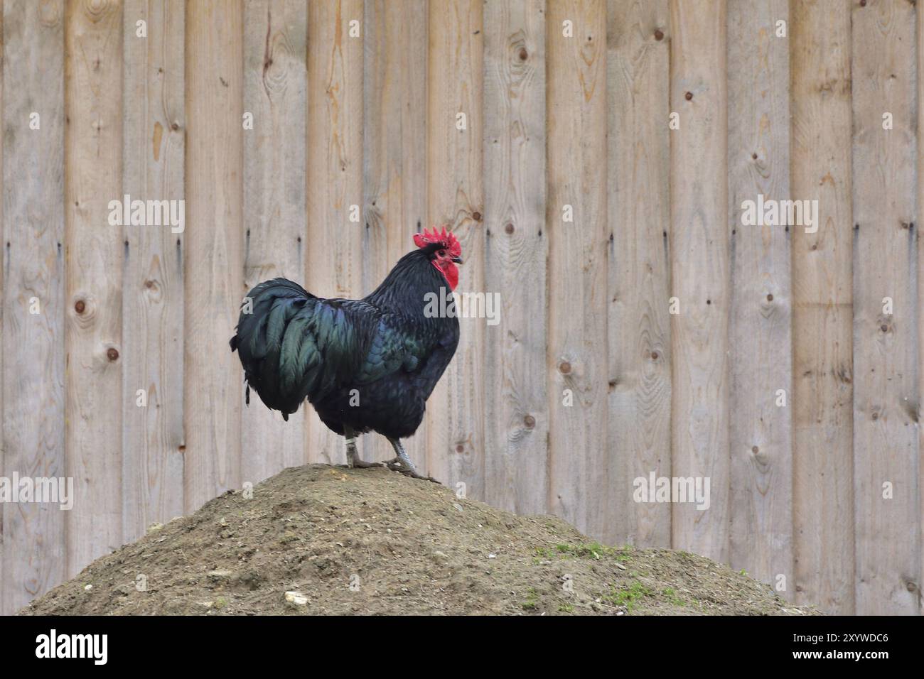 Australorp chicken on a farm. Australorp chickens on a farm Stock Photo ...