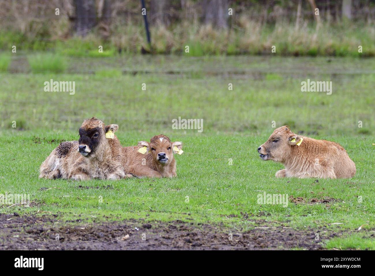 Heck cattle on a farm Stock Photo - Alamy