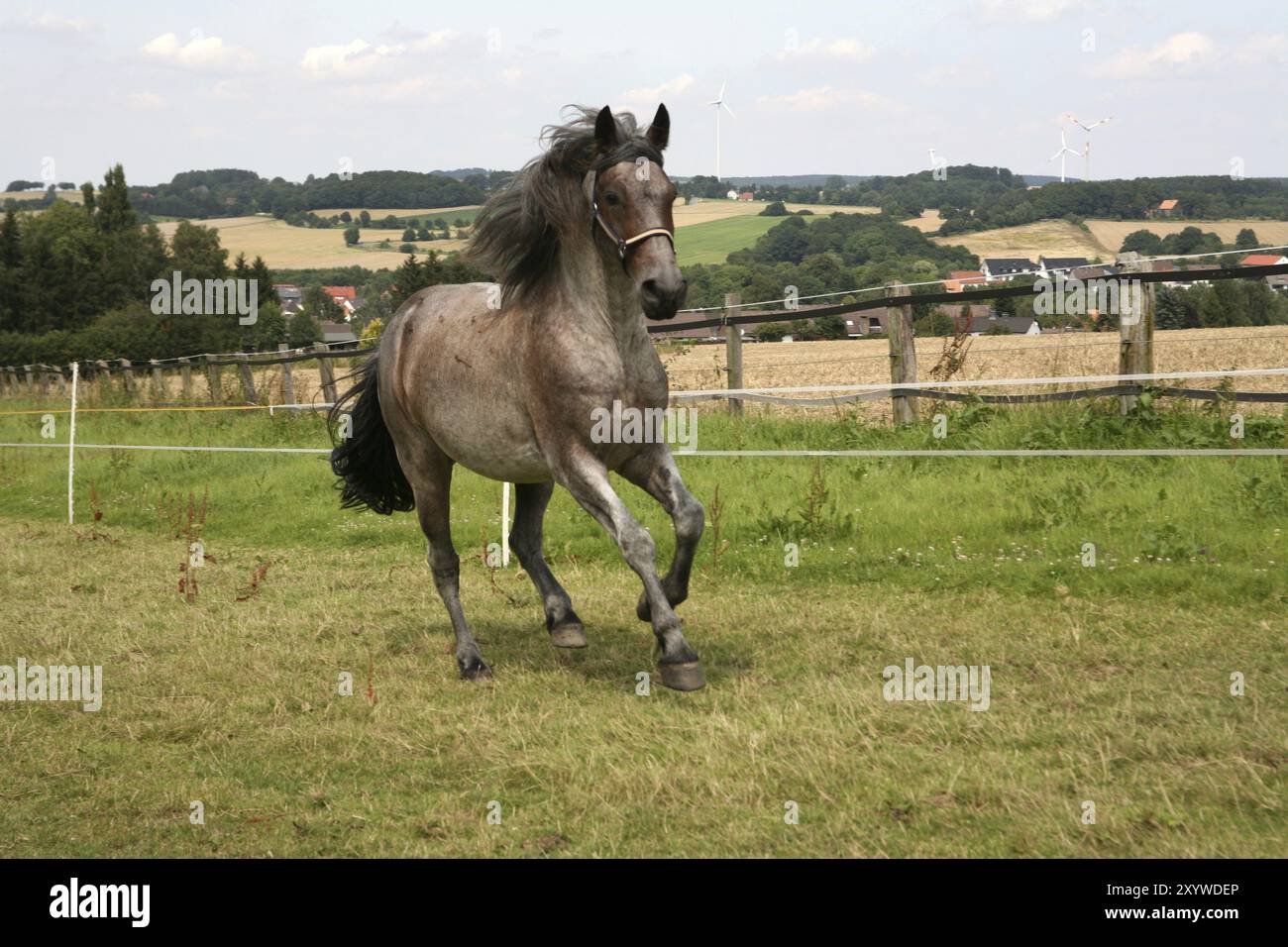 Grey speckled horses hi-res stock photography and images - Alamy