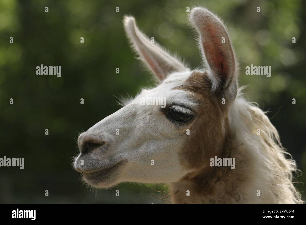 Lama lama glama, spitting hi-res stock photography and images - Alamy