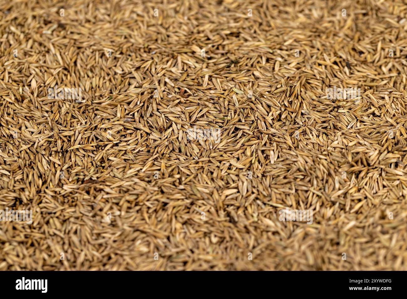 seeds of perennial and annual grass for lawn, grass seeds for growing ...