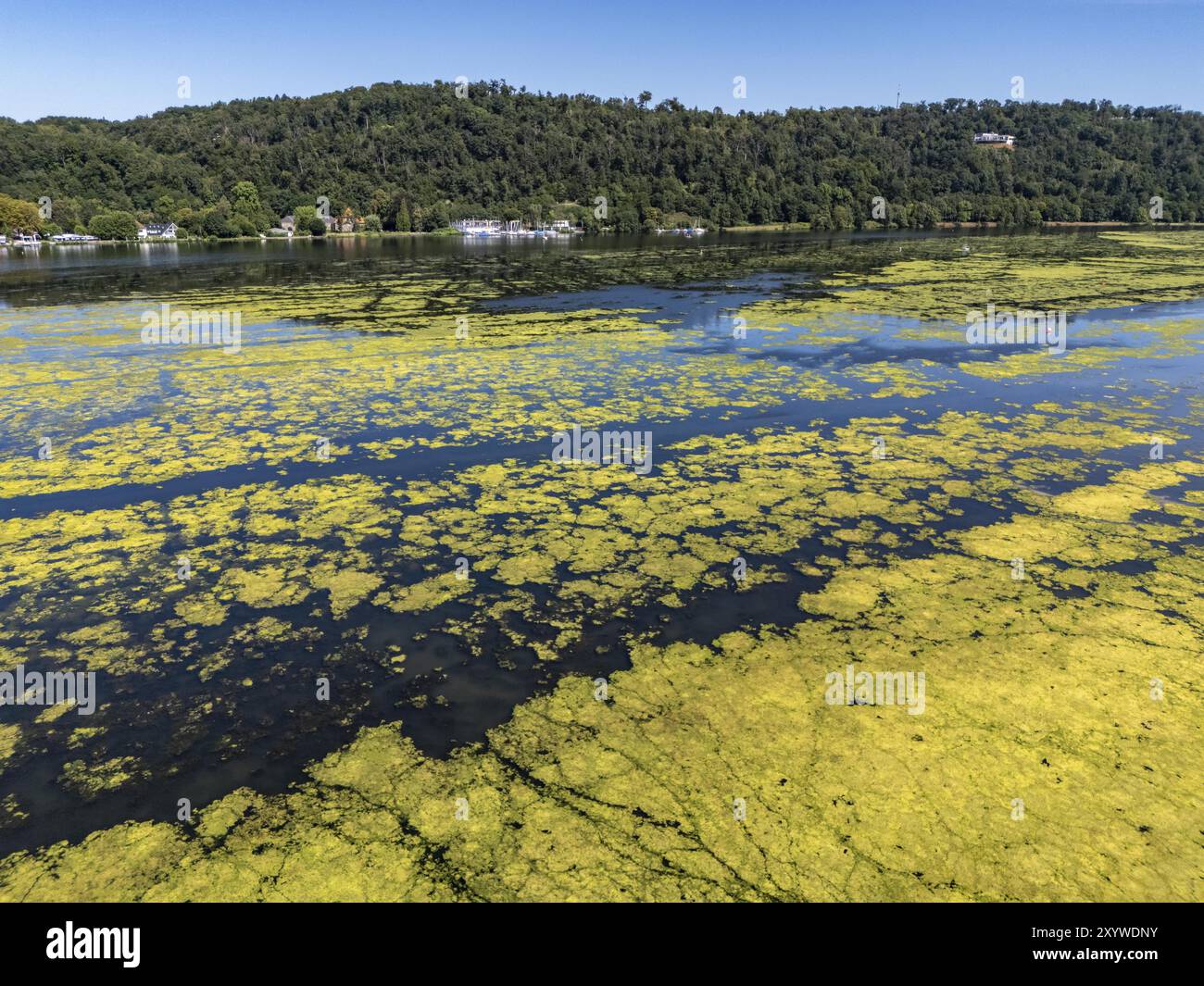Waterweed, Elodea, an invasive species, green carpet of plants on Lake ...