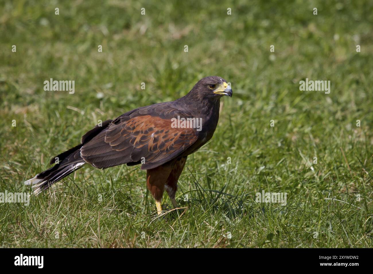 Desert Buzzard, Parabuteo unicinctus, Harris Hawk Stock Photo - Alamy