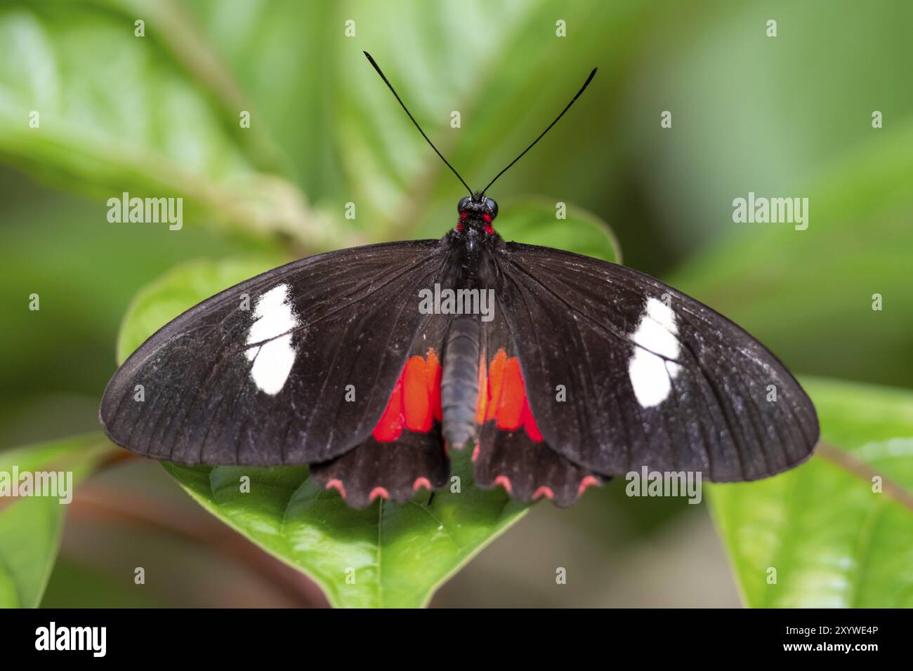 Common butterflies of costa rica hi-res stock photography and images ...