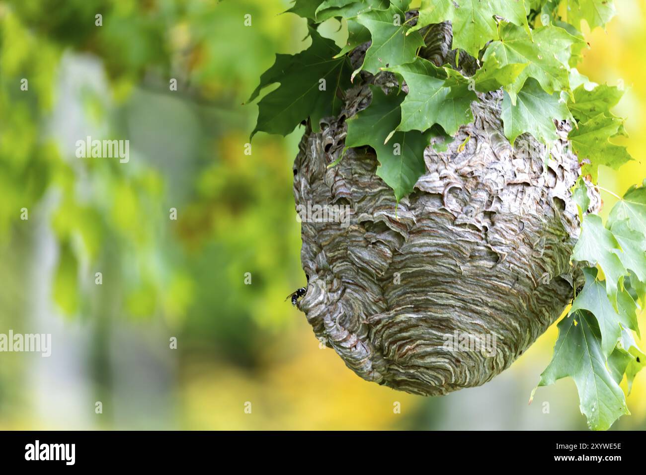 Yellowjacket place hi-res stock photography and images - Alamy