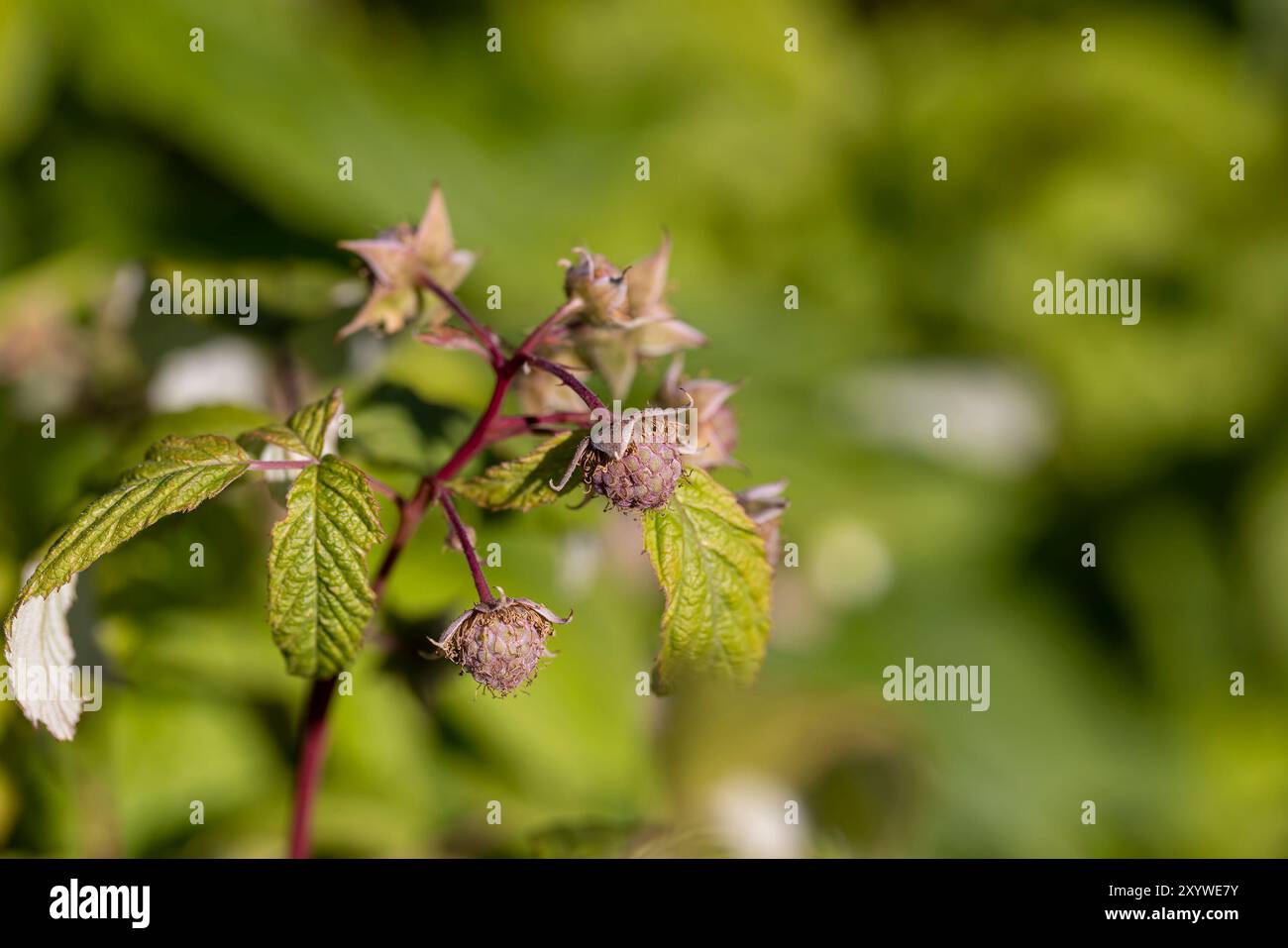 raspberry bush with green unripe berries in the summer season ...