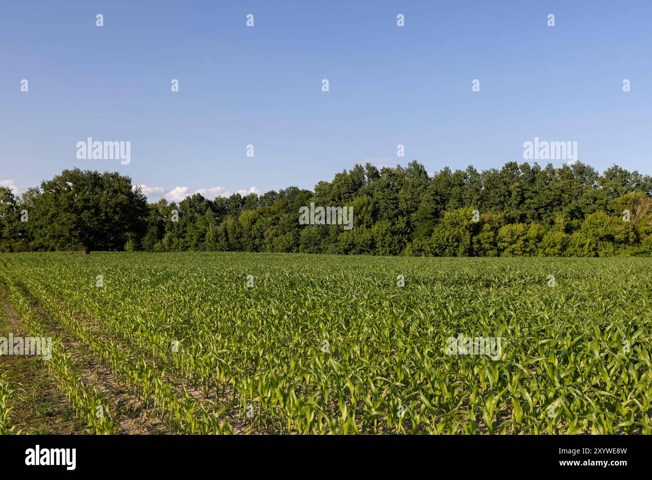 one high oak in the summer in a field, a green one oak in green corn on ...