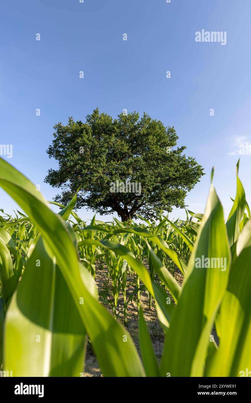 one old oak tree in the summer in a field, a green oak in green corn on ...
