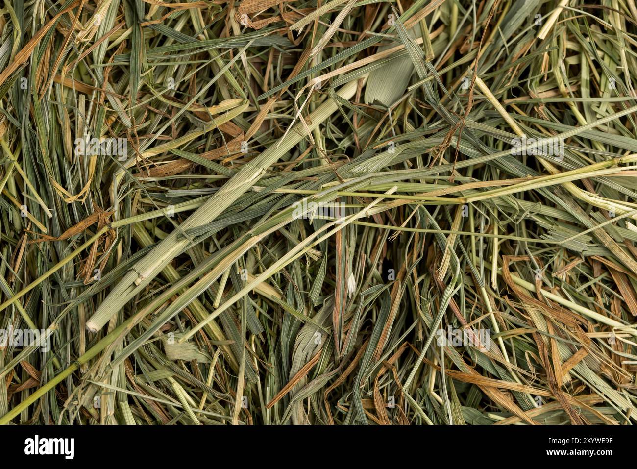 hay for animal feeding, Dehydrated Dried Grass for hay production in ...