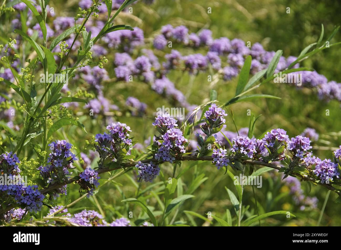 Narrow-leaved summer lilac blooms in summer, Buddleja alternifolia is ...