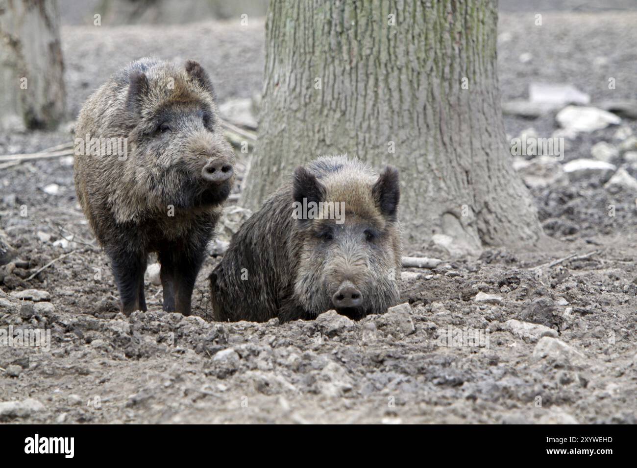 Wild boar in the mud Stock Photo - Alamy